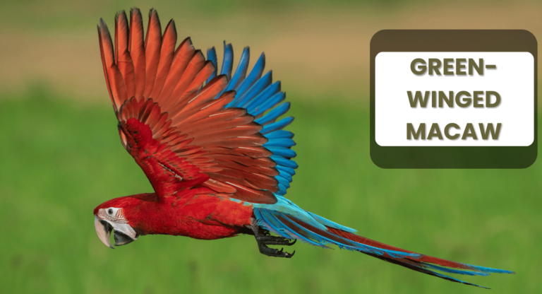 Top 10 Largest Parrots in the World: Discover the Majestic Giants Top 10 Largest Parrots in the World: Discover the Majestic Giants